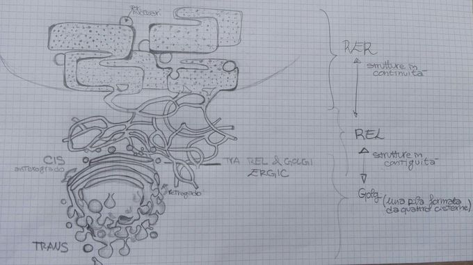 Golgi complex, smooth endoplasmic reticulum and rough - MEDizzy