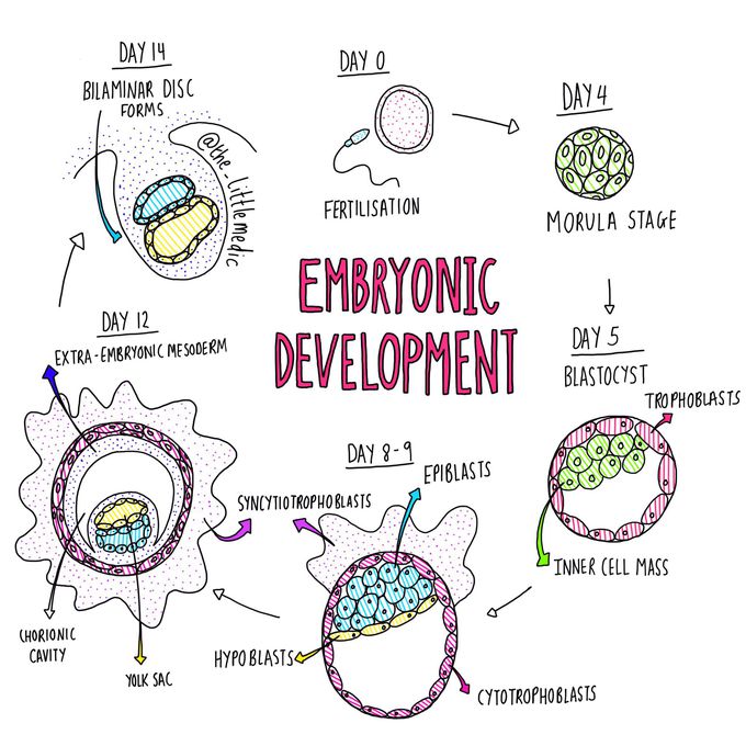 Embryonic development in first 2 weeks - MEDizzy