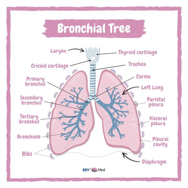 Bronchioles Diagram