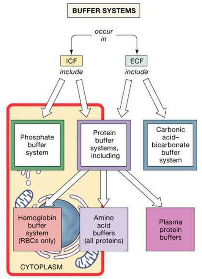 Buffer System In Body MEDizzy