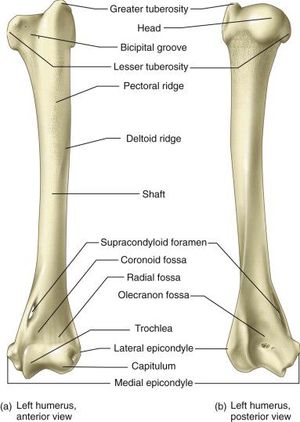 ANATOMY OF HUMERUS - MEDizzy