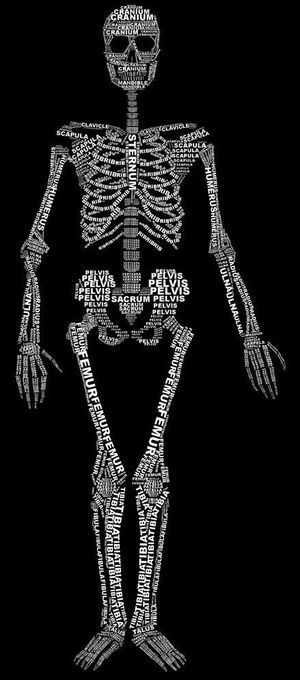 HUMAN SKELETON - MEDizzy