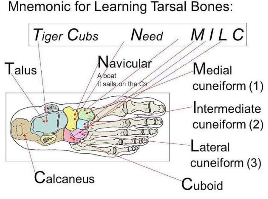 Tarsal Bones Mnemonic Talus Anatomy : Mnemonic | Epomedicine
