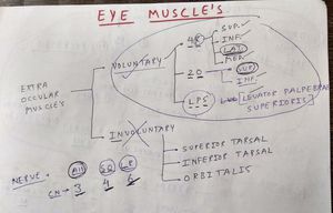 Eye muscles - MEDizzy