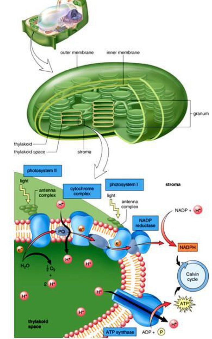 Cell biology - MEDizzy