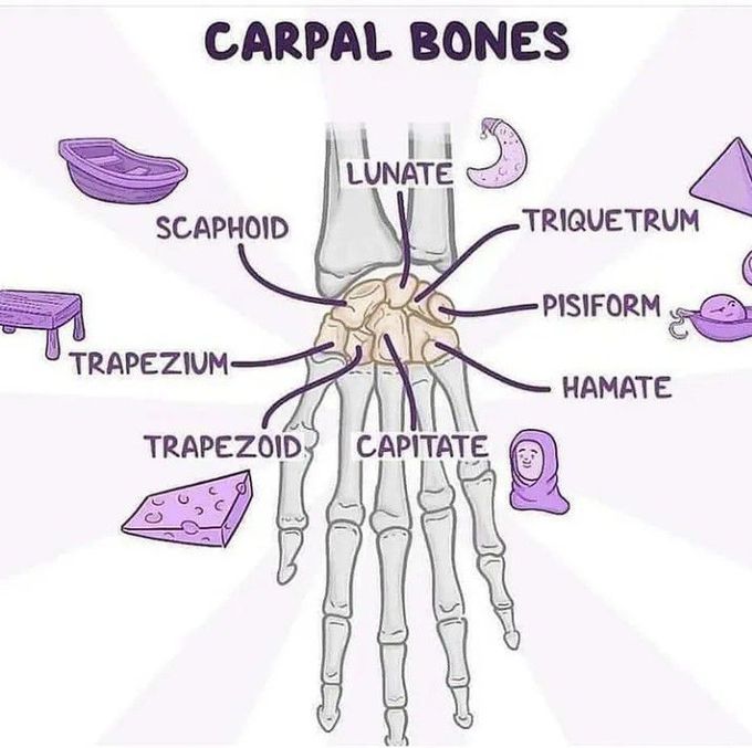 Carpal bones - MEDizzy