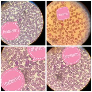 PHYSIOLOGY - MEDizzy