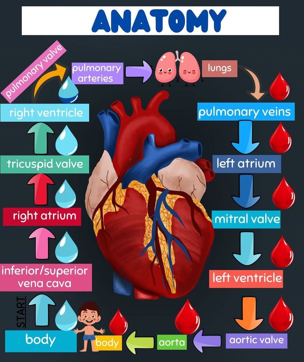 Heart Anatomy - MEDizzy