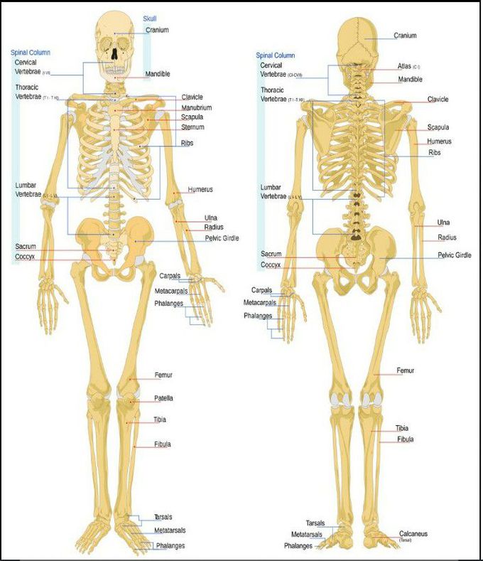 Bones of full body - MEDizzy