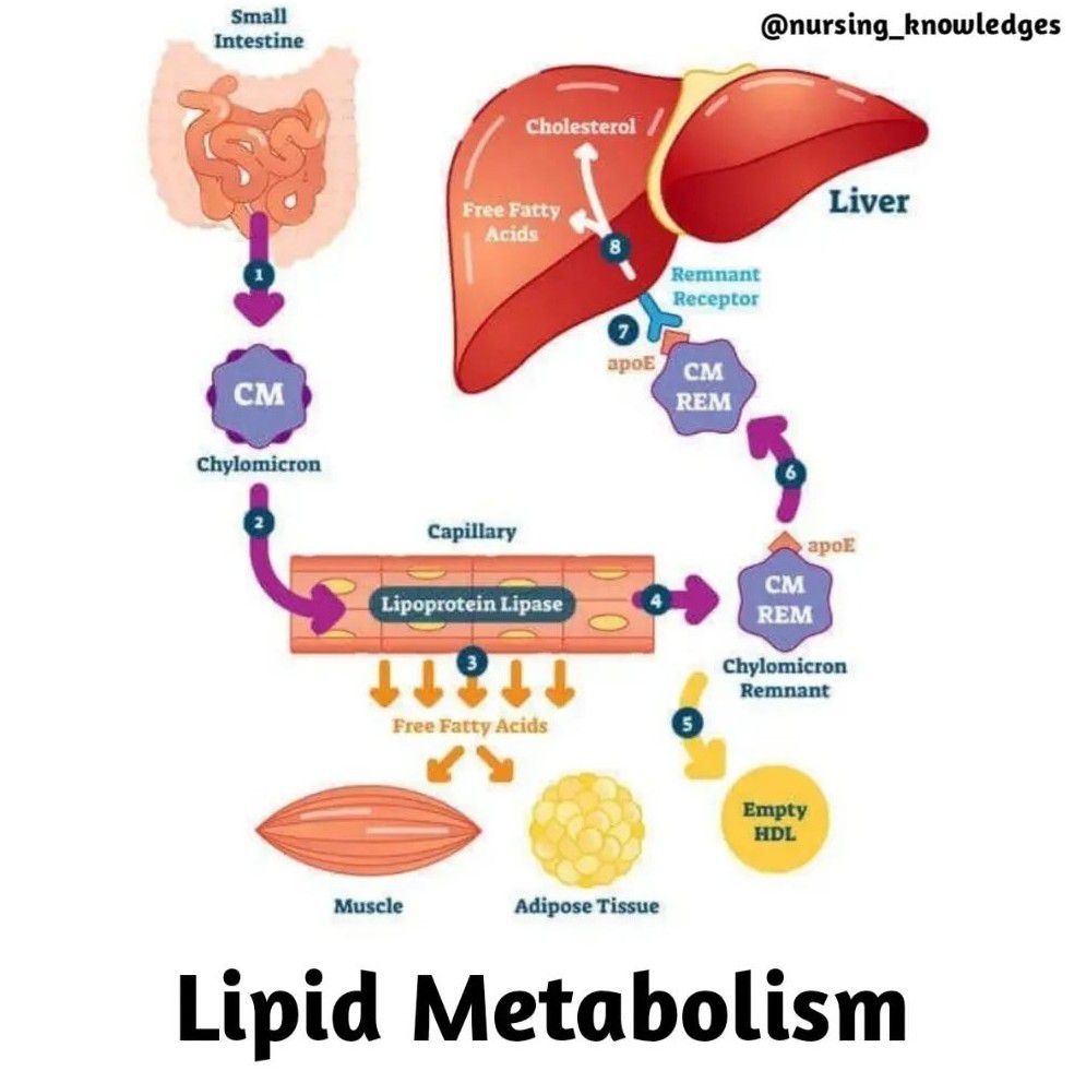 Lipid Metabolism - MEDizzy