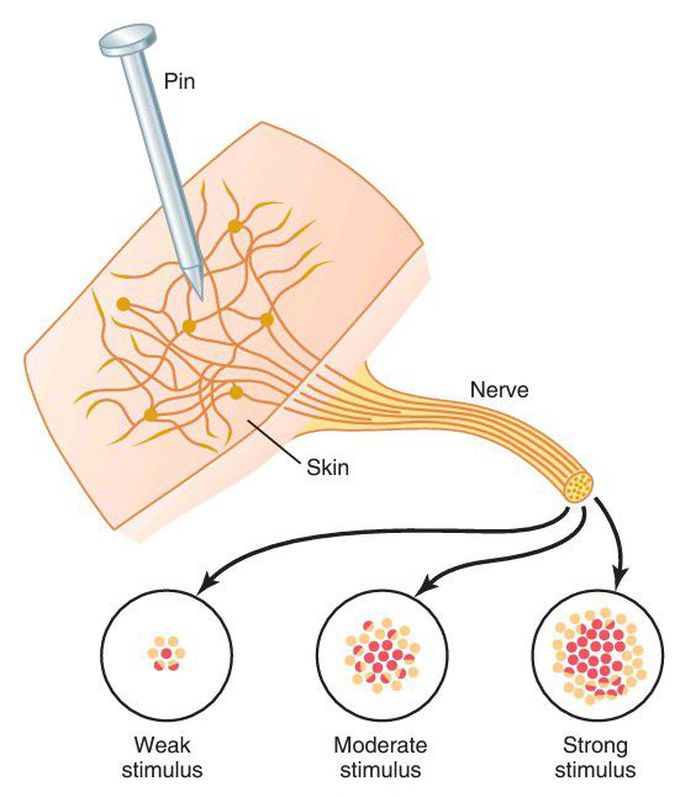 Spatial summation. - MEDizzy