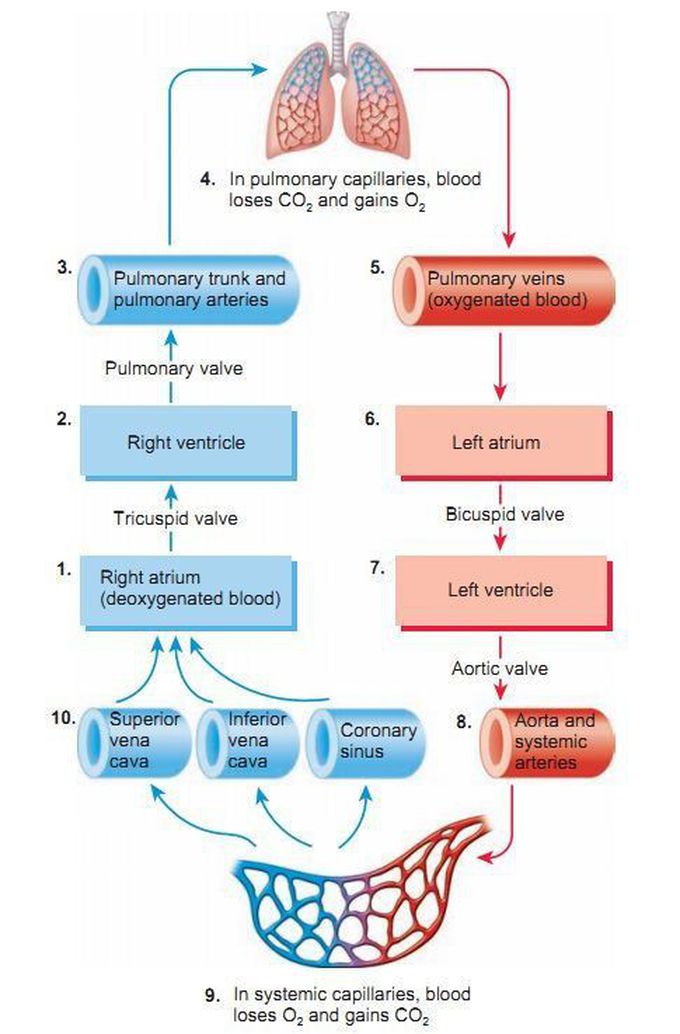 Exchange of gas nd circulation - MEDizzy