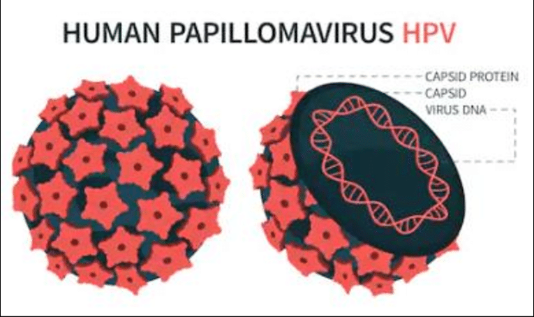 Human papillomavirus (HPV) - MEDizzy
