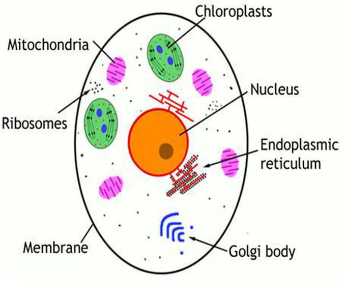 Animal Cell structure - MEDizzy