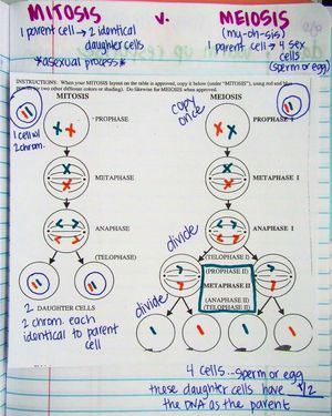 Mitosis vs Meiosis - MEDizzy