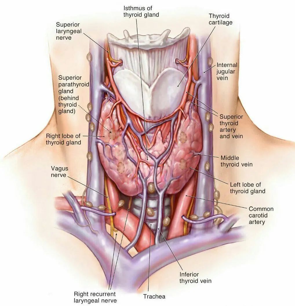 human neck anatomy glands