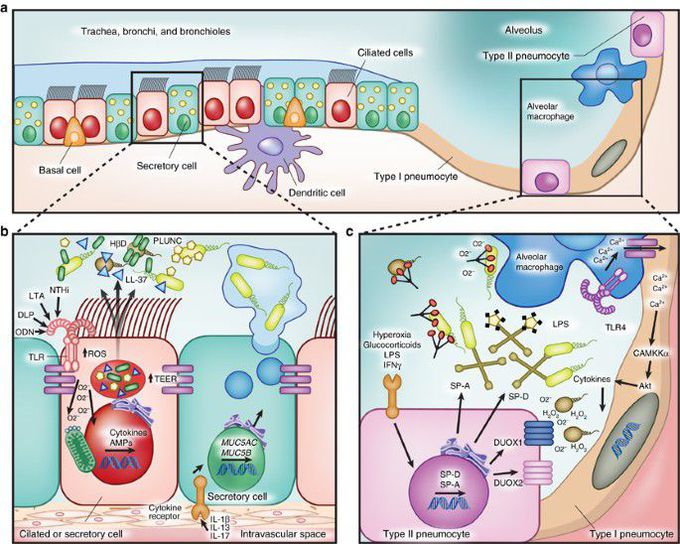 Epithelial cells of lungs. - MEDizzy