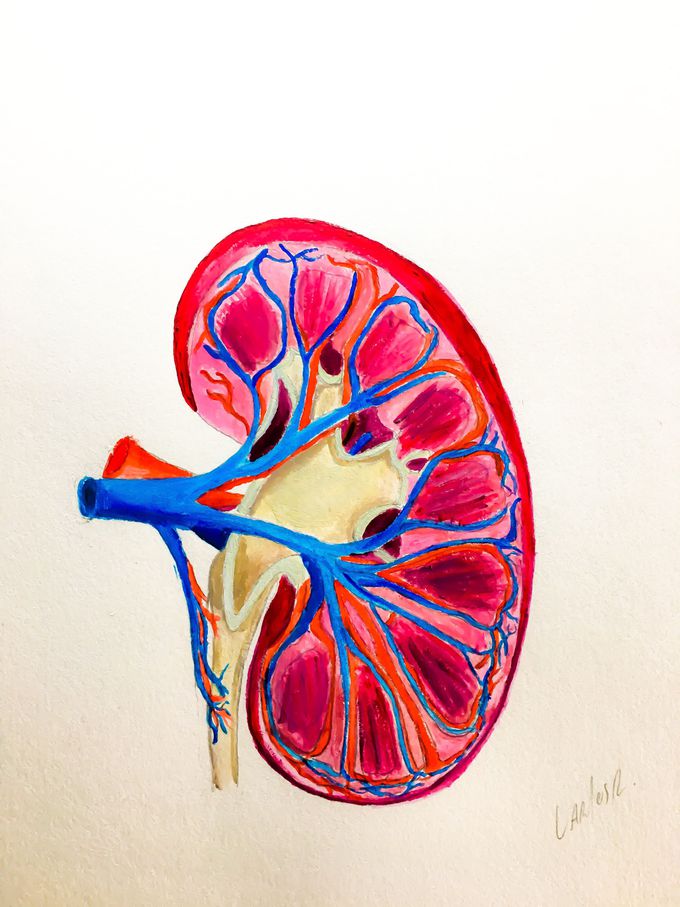 Structure of the kidney - MEDizzy