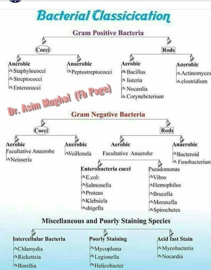 Bacterial classification - MEDizzy