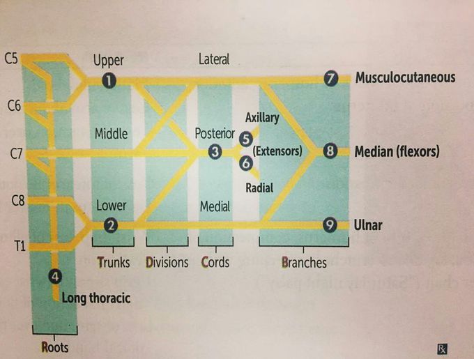 Brachial plexus - MEDizzy