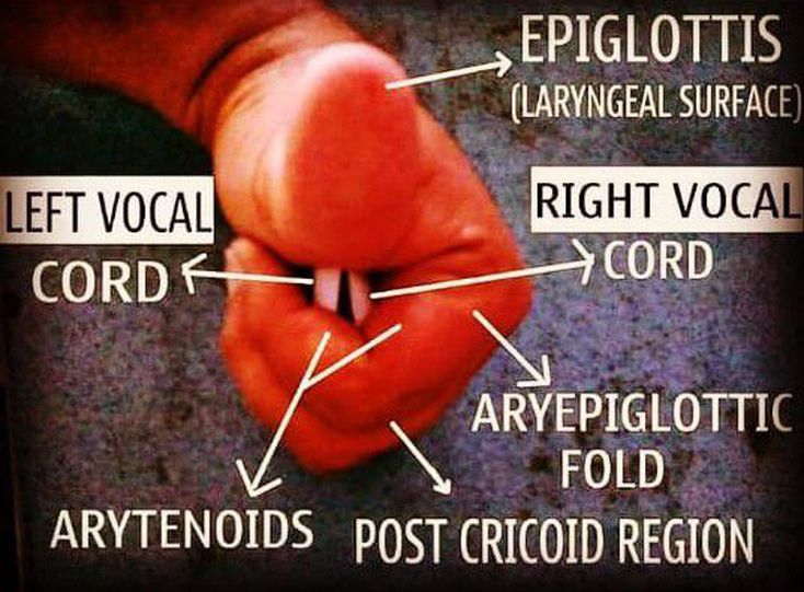 Anatomy is more interesting than other medical subjects!!! - MEDizzy