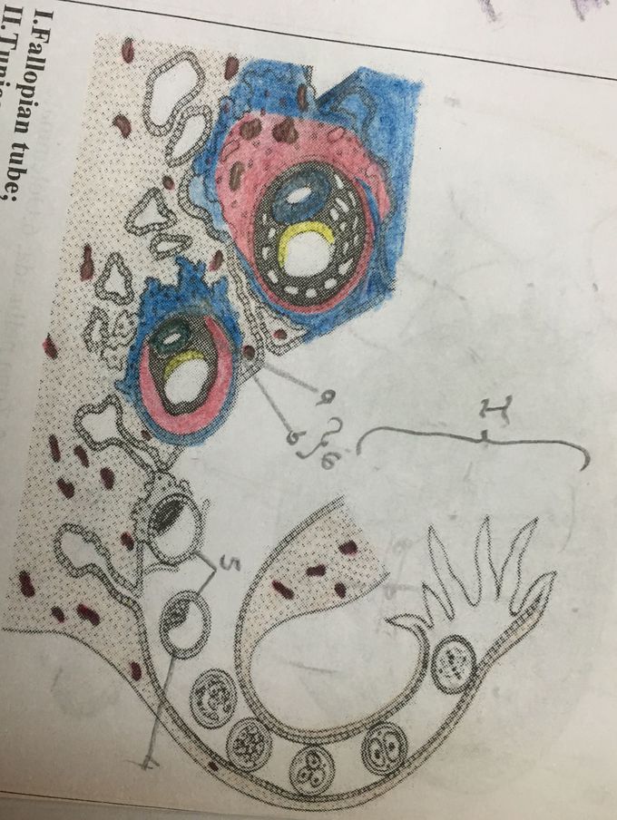 Fallopian Tube - MEDizzy