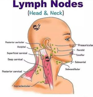 Lymph Nodes Locations Head Sobotta 1909 Fig.603 Lymph Nodes Of The