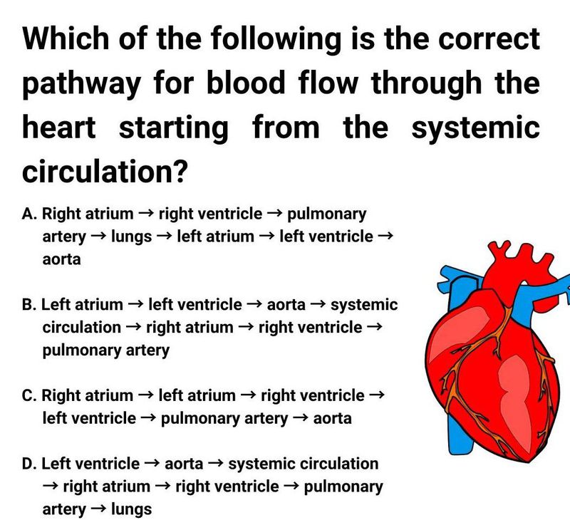 Correct Pathway Of Blood Flow Circulation Pathway | Blood Vessels