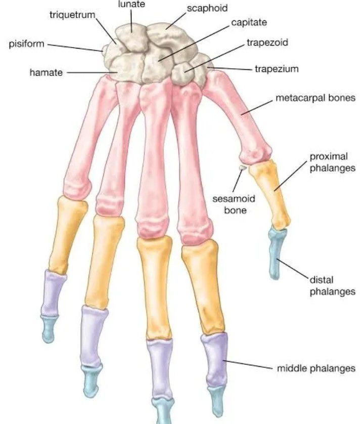 Bones of hand - MEDizzy