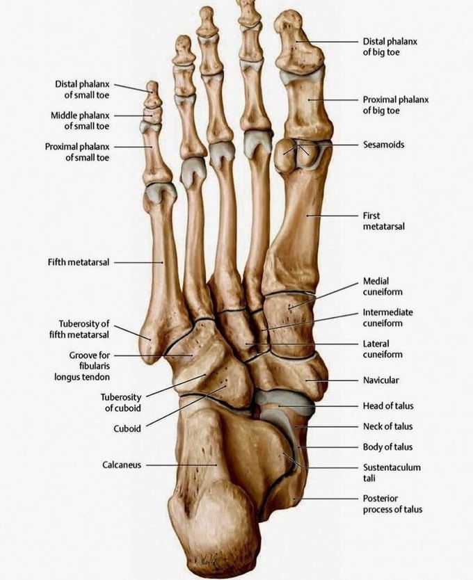 Foot Anatomy - MEDizzy