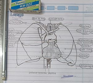Lungs Basic Information for Students - MEDizzy