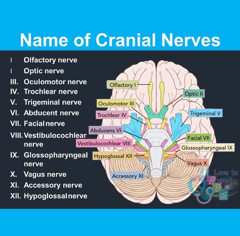 Cranial Nerves Medizzy