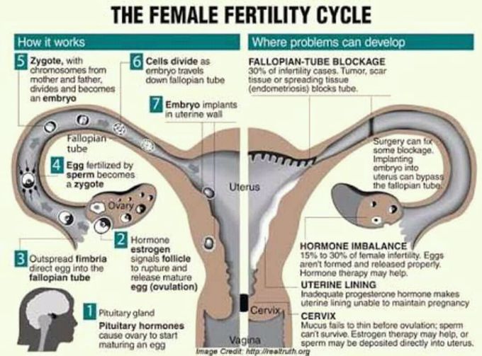 #Female #fertility circle - MEDizzy