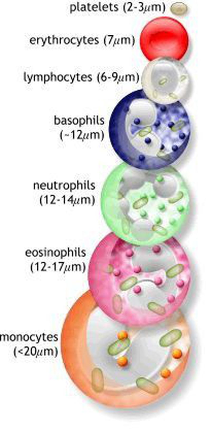Blood cells - MEDizzy