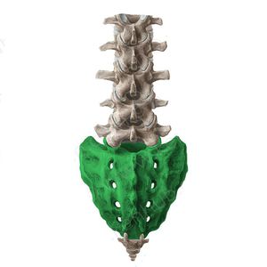 Sacrum.... 5 bones - MEDizzy