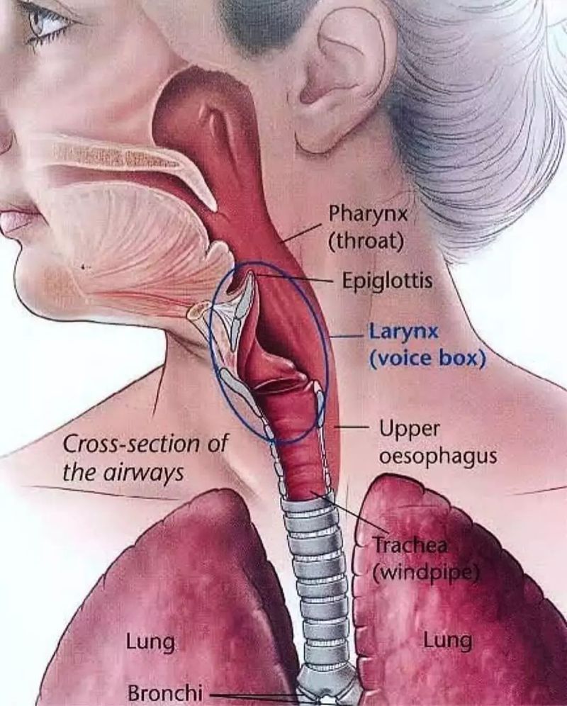 trachea and larynx difference