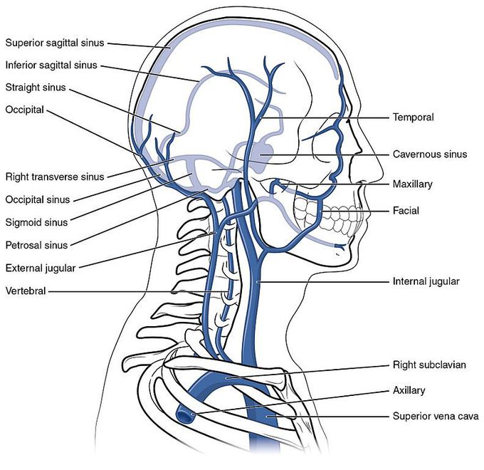 #venous #sinuses #head and neck - MEDizzy