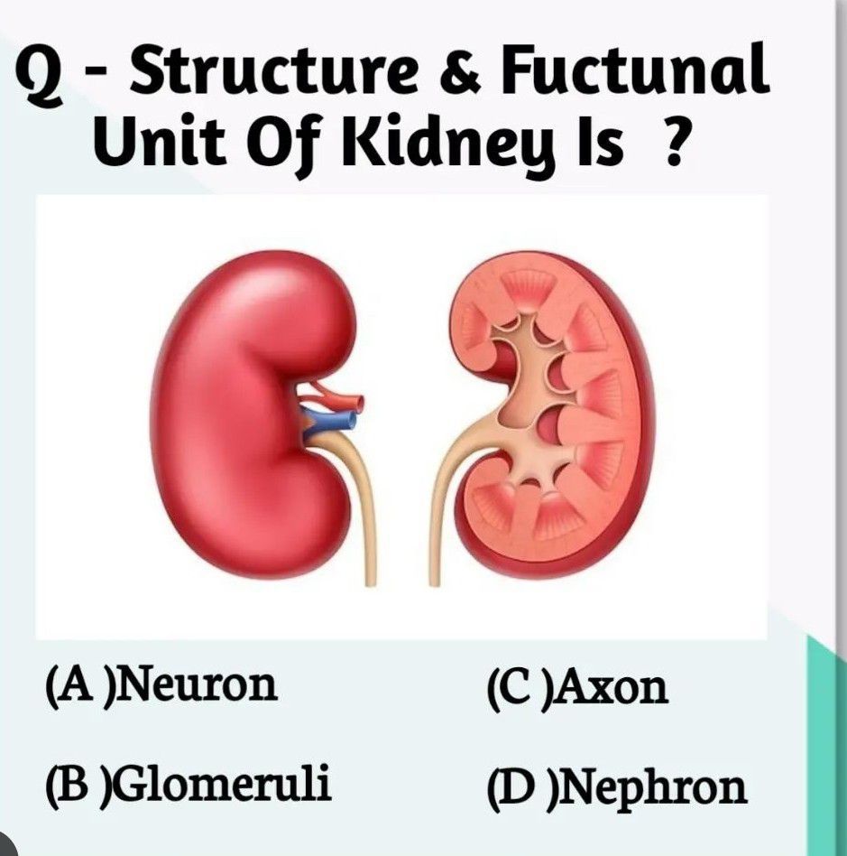 Functional Unit of Kidney - MEDizzy