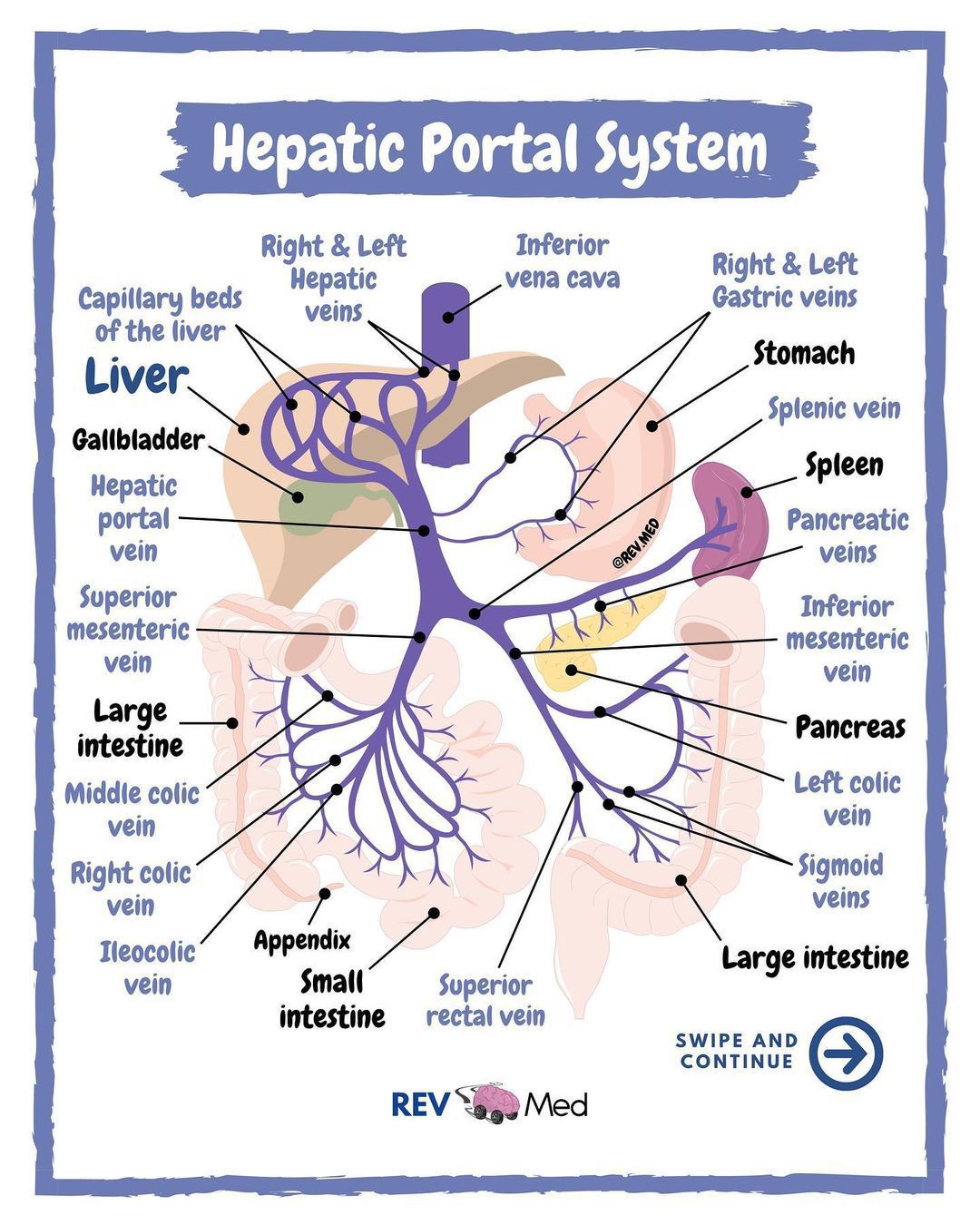 hepatic portal system function
