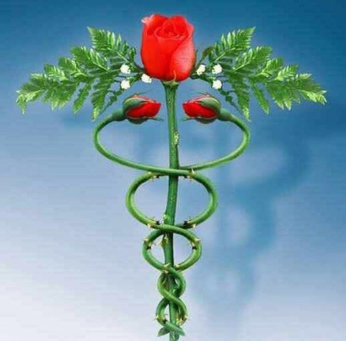 Happy MEDICO Rose day - MEDizzy