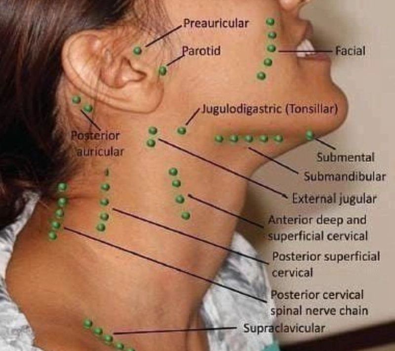 Normal Size Of Posterior Auricular Lymph Nodes