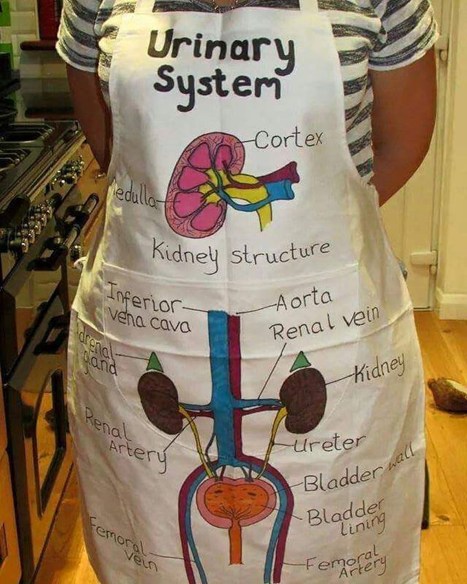Urinary system - MEDizzy