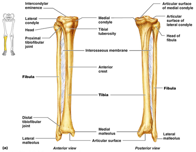 Fibula Anatomy Diagram