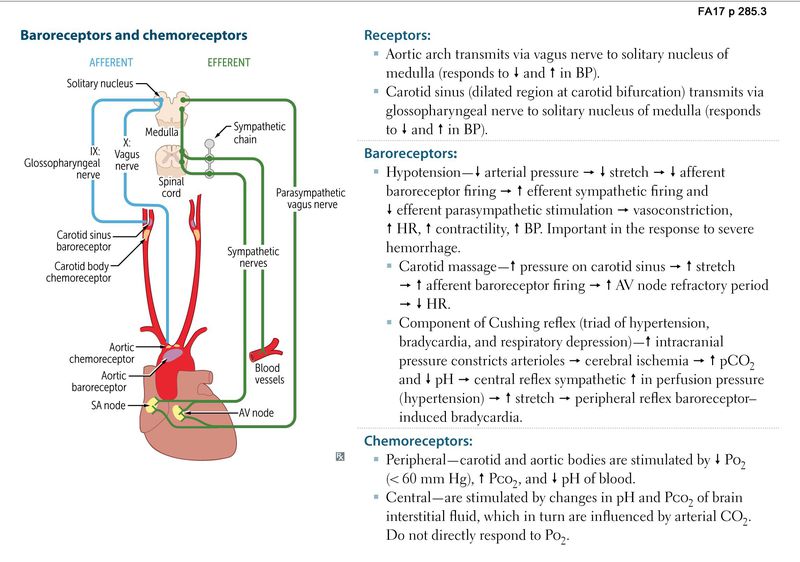 Chemoreceptors, baroreceptors - MEDizzy