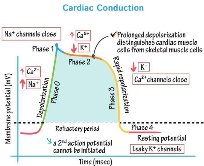 Cardiac Conduction - MEDizzy