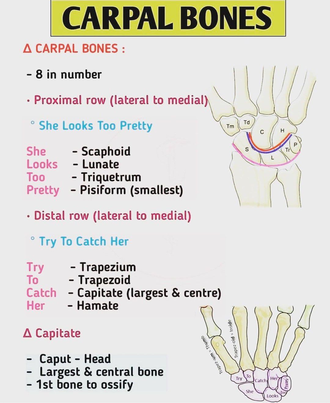 Wrist Bones Mnemonic Carpal Bones MEDizzy