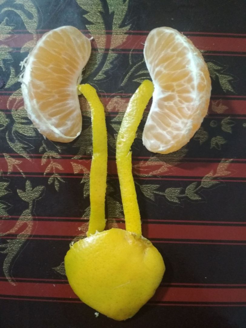 Human Excretory system - MEDizzy