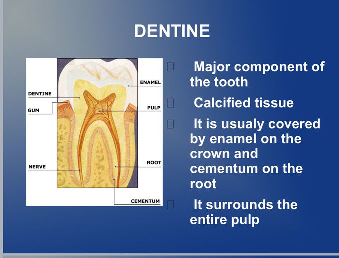 Dentin - MEDizzy