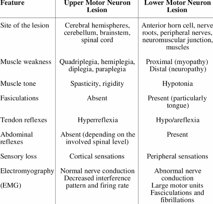 Upper motor neuron lesion and lower motor neuron lesion - MEDizzy