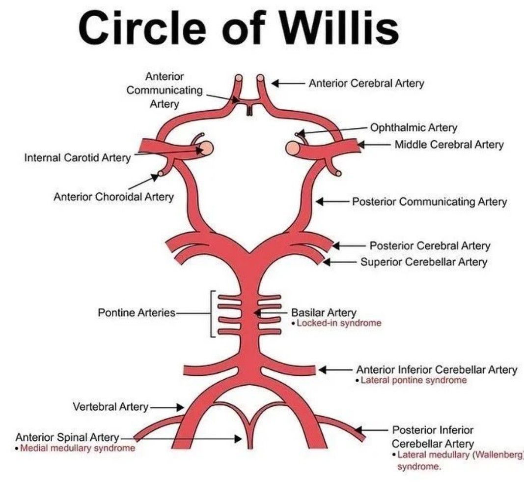 Circle Of Willis Diagram